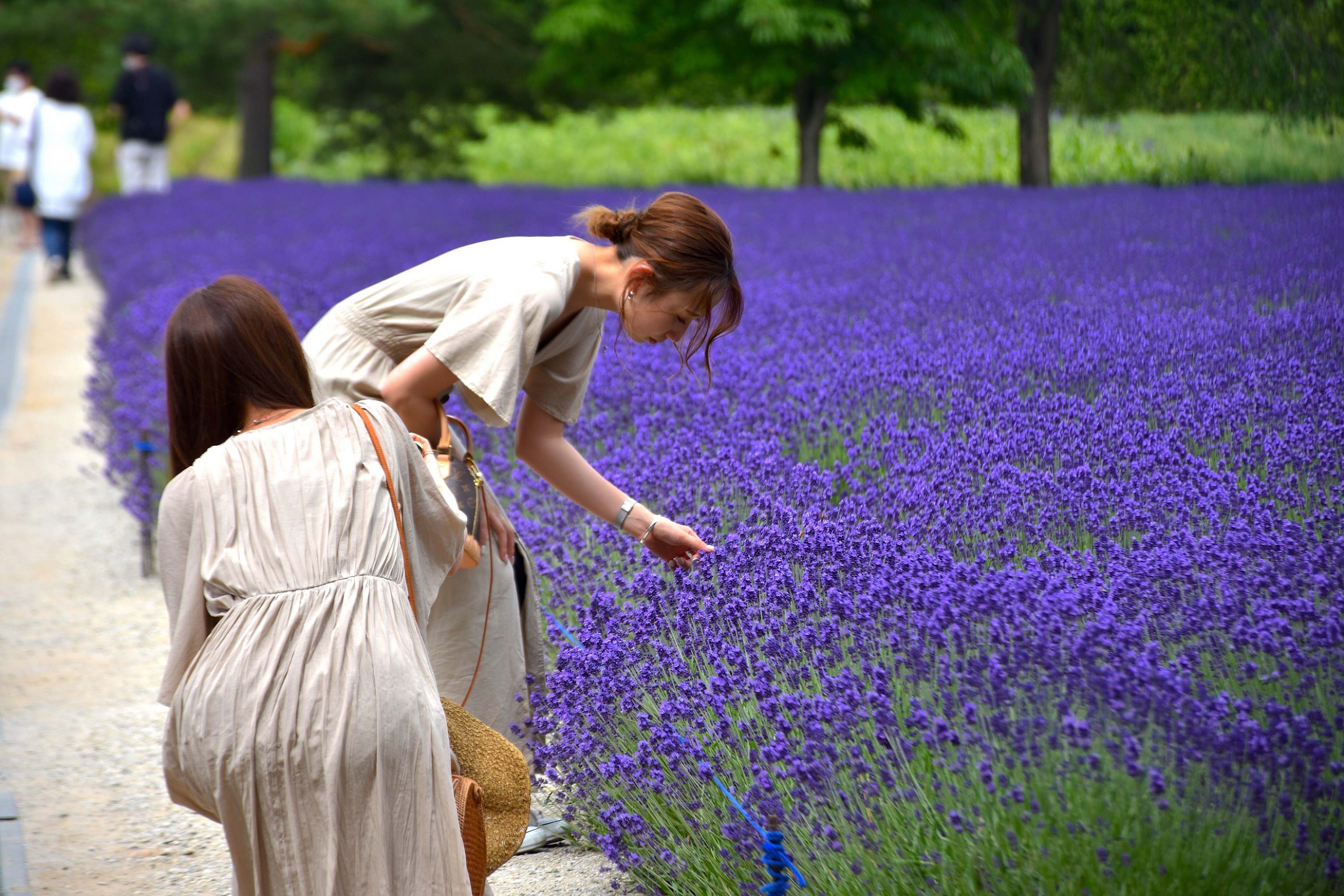 10 Summer Activities in Niseko, Furano & Rusutsu