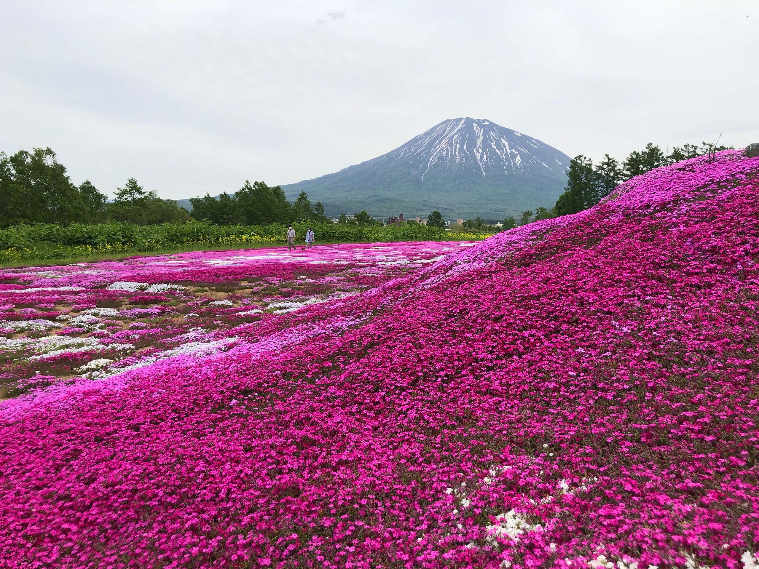 10 Summer Activities in Niseko, Furano and Rusutsu