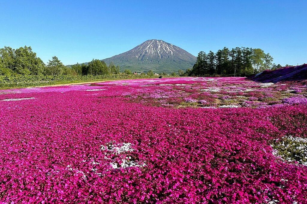 5 Mount Yotei Photo Spots You'll Wish You Had Found Sooner