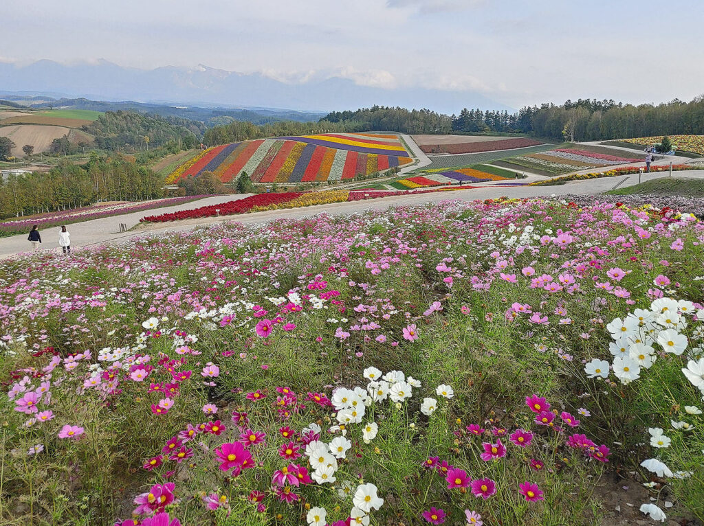 2025 Flower Viewing Calendar for Furano Area