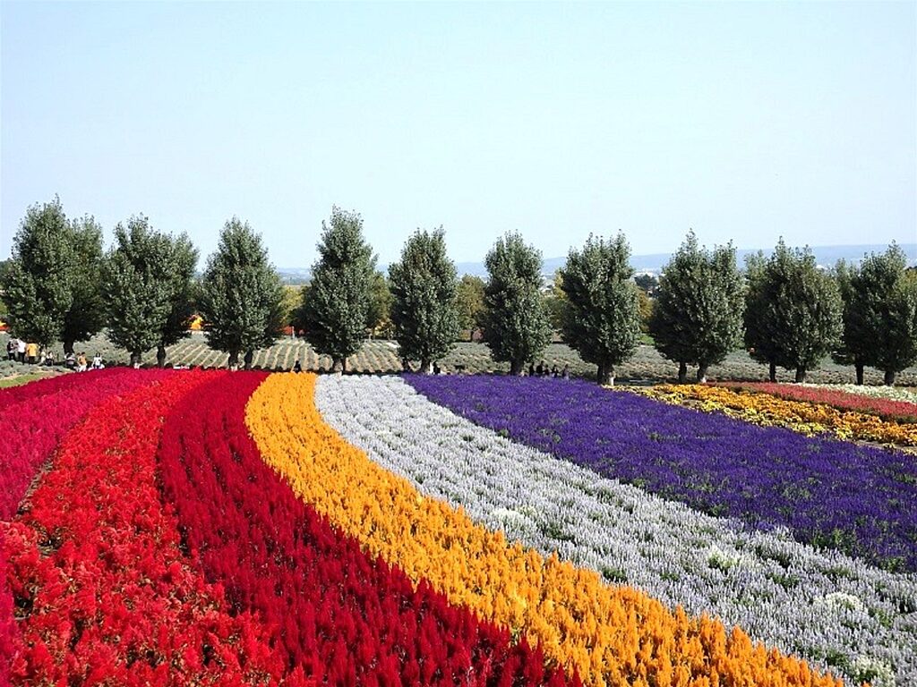 2025 Flower Viewing Calendar for Furano Area
