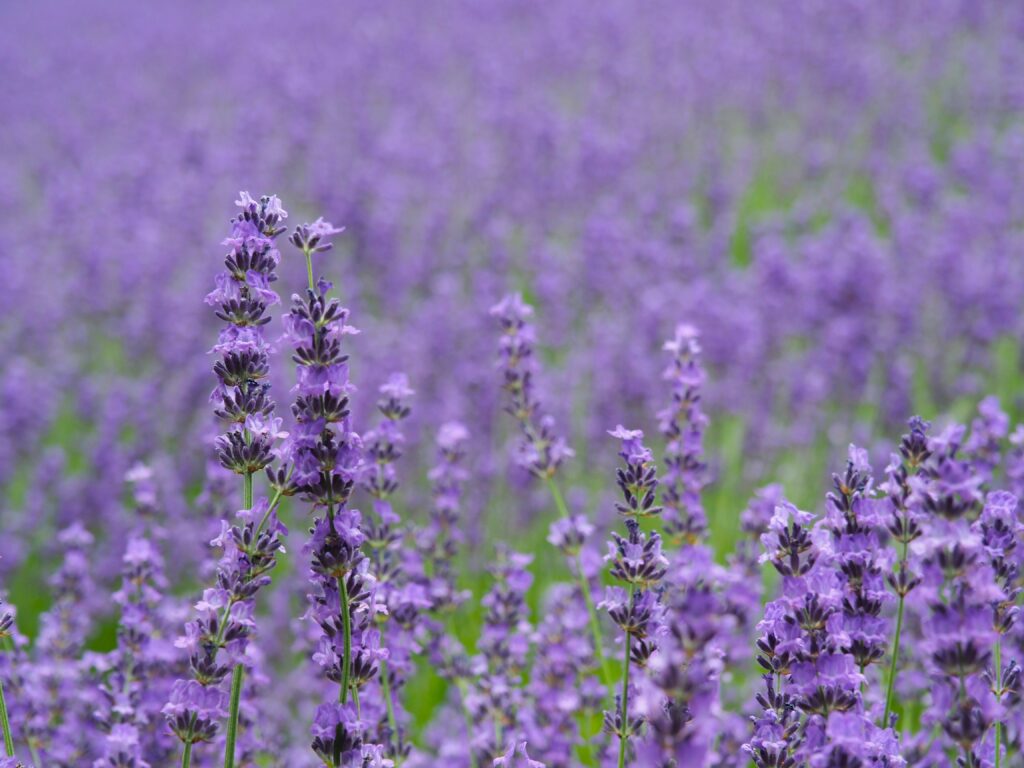 2025 Flower Viewing Calendar for Furano Area