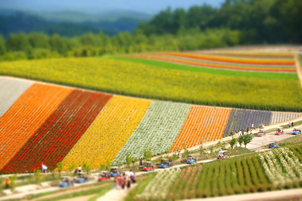 2024 Flower Viewing Calendar for Furano Area