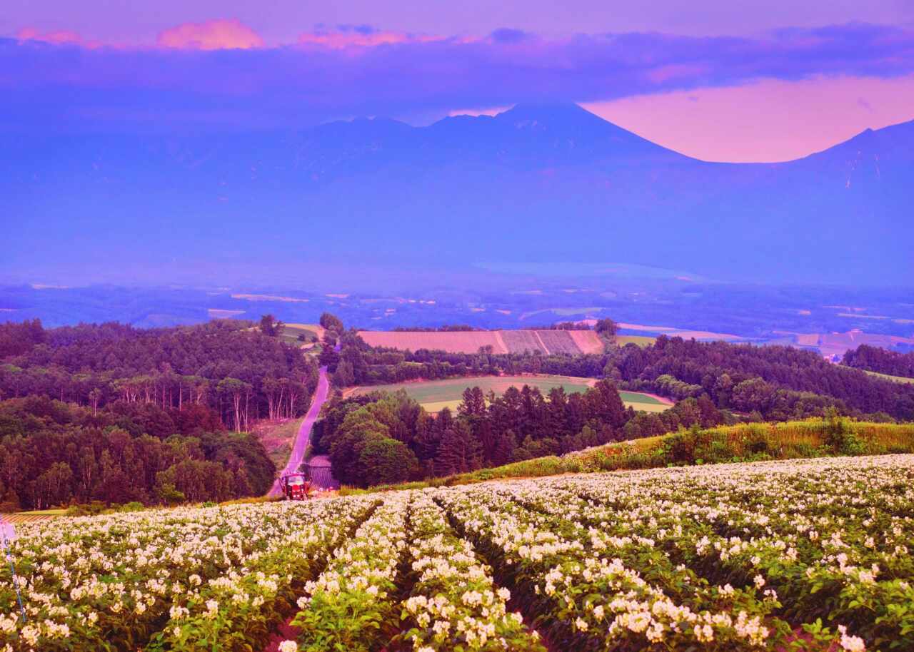 2025 Flower Viewing Calendar for Furano Area