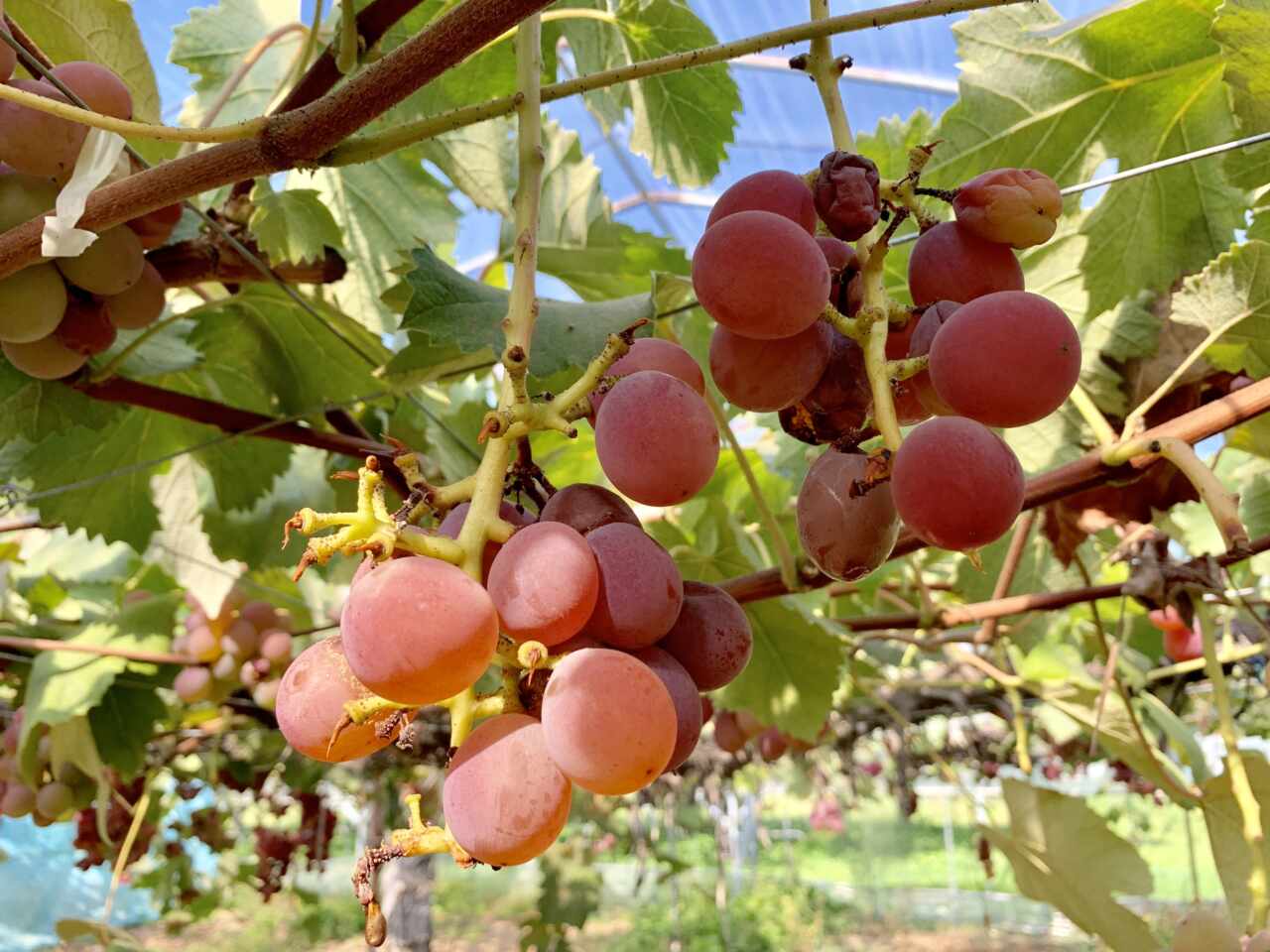 Guide to Summer Fruit Picking Seasons in the Niseko Region