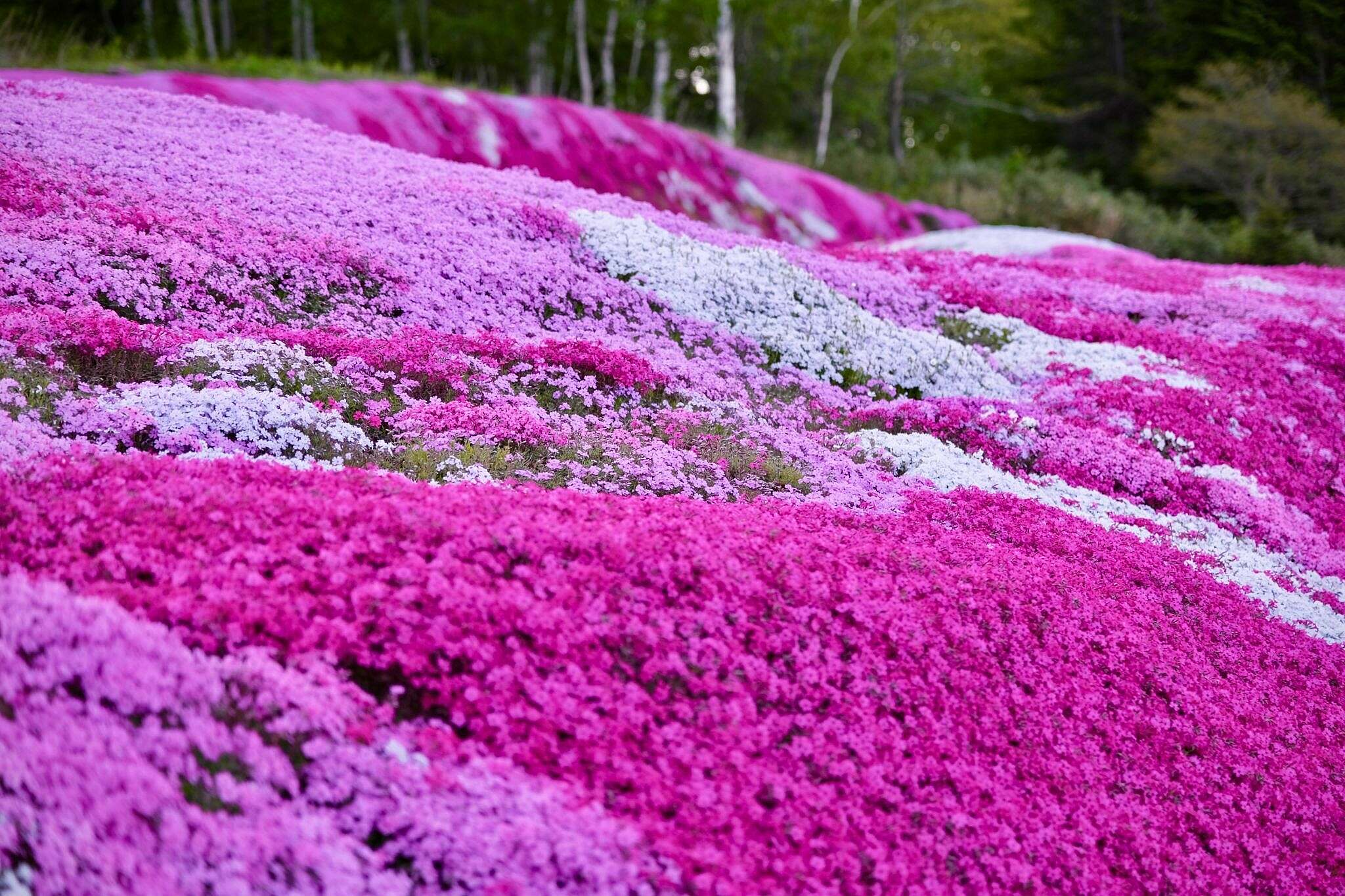 5 Mount Yotei Photo Spots You'll Wish You Had Found Sooner