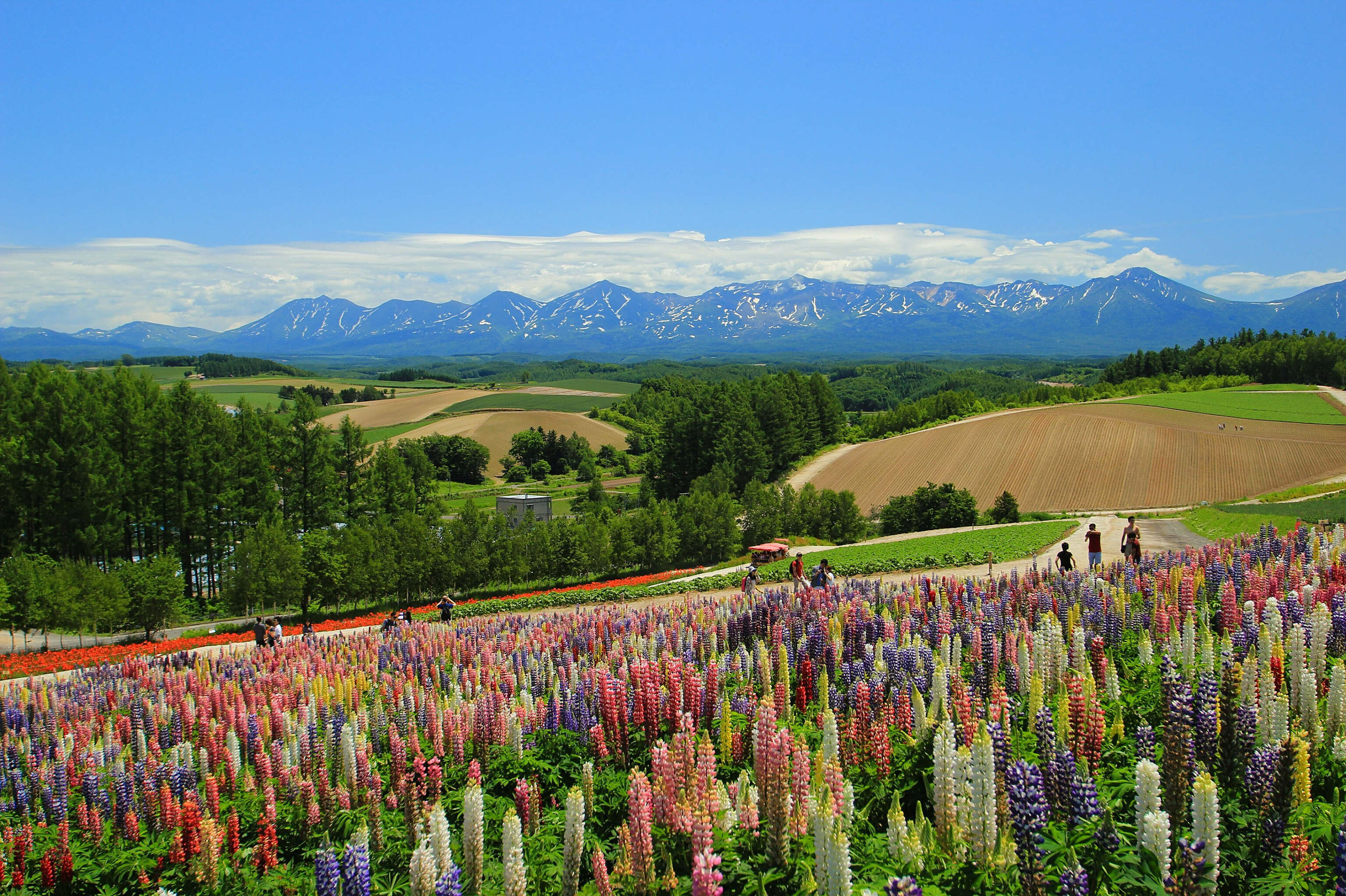2025 Flower Viewing Calendar for Furano Area