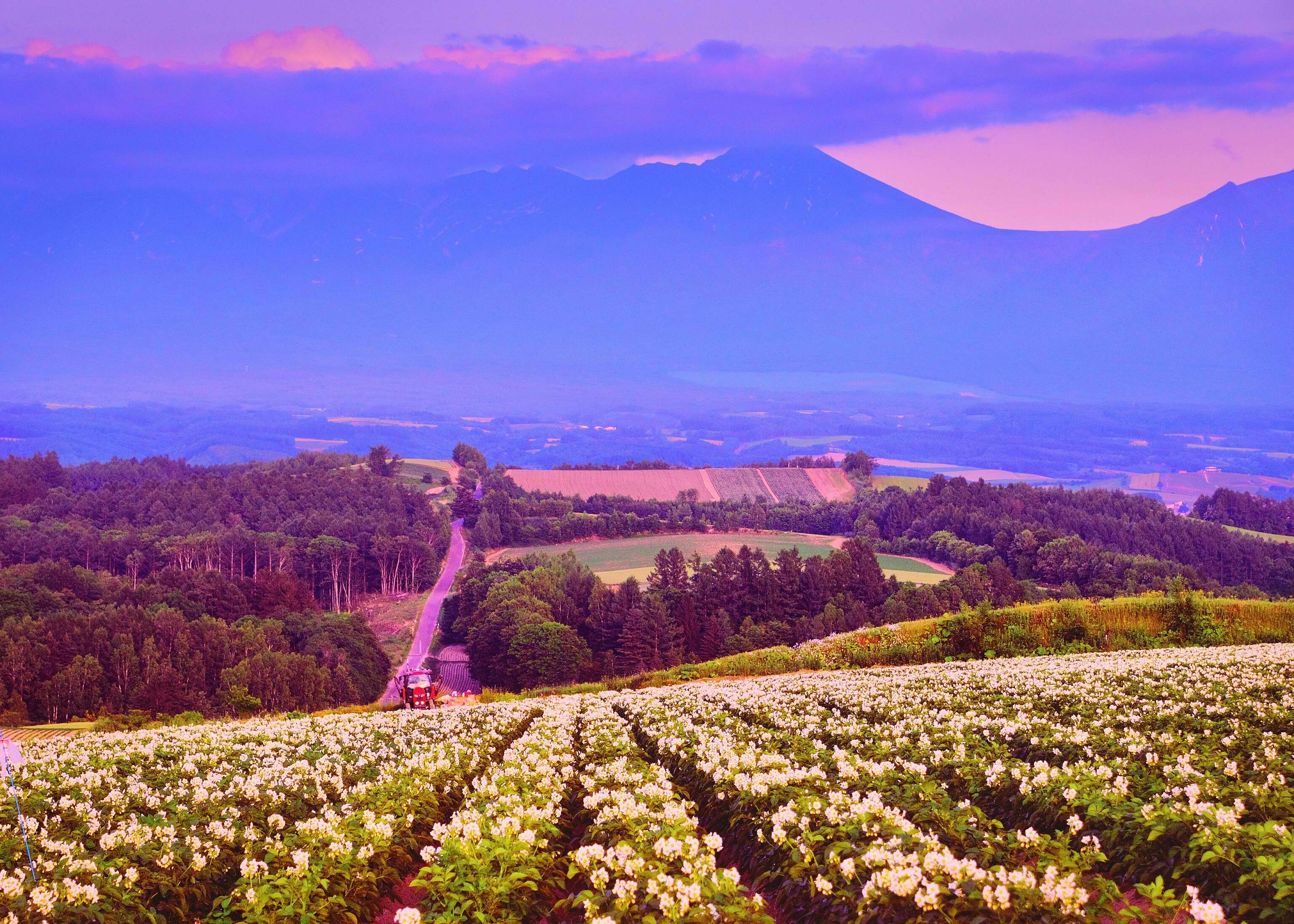 2025 Flower Viewing Calendar for Furano Area