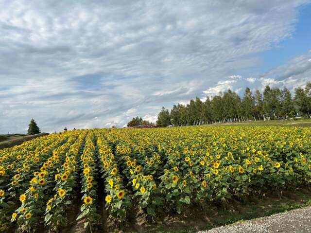2025 Flower Viewing Calendar for Furano Area
